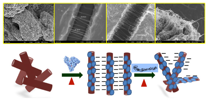 Protein switch controls nanotube assembly - Carbon Nanotubes - NEWS ...