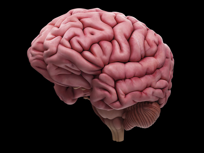 Physics of brain folding recreated in the lab - physicsworld.com
